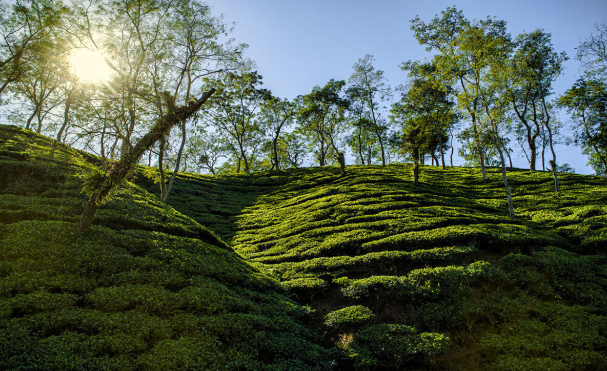 Places to Visit in Assam, Tourist Places & Top Attractions